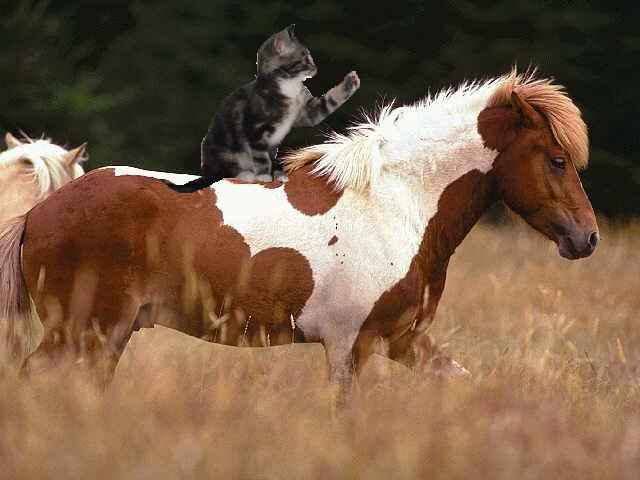 MONA, PRISSY and ANGEL WEENIE: OLYMPIC EVENTS AUGUST 5th