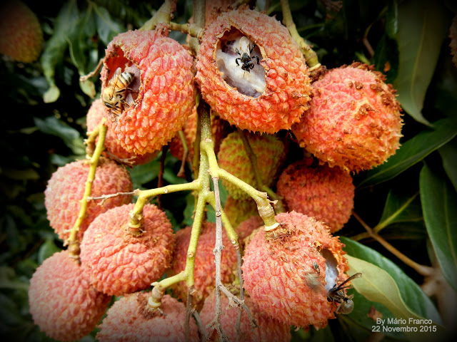 Meu Cantinho Verde: LICHIA - ( Litchi Chinensis )