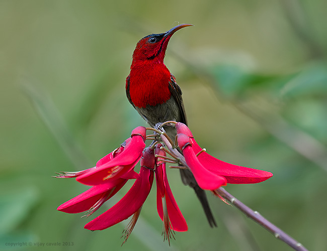 Journey of Joy: More Himalayan Birds - May 2013