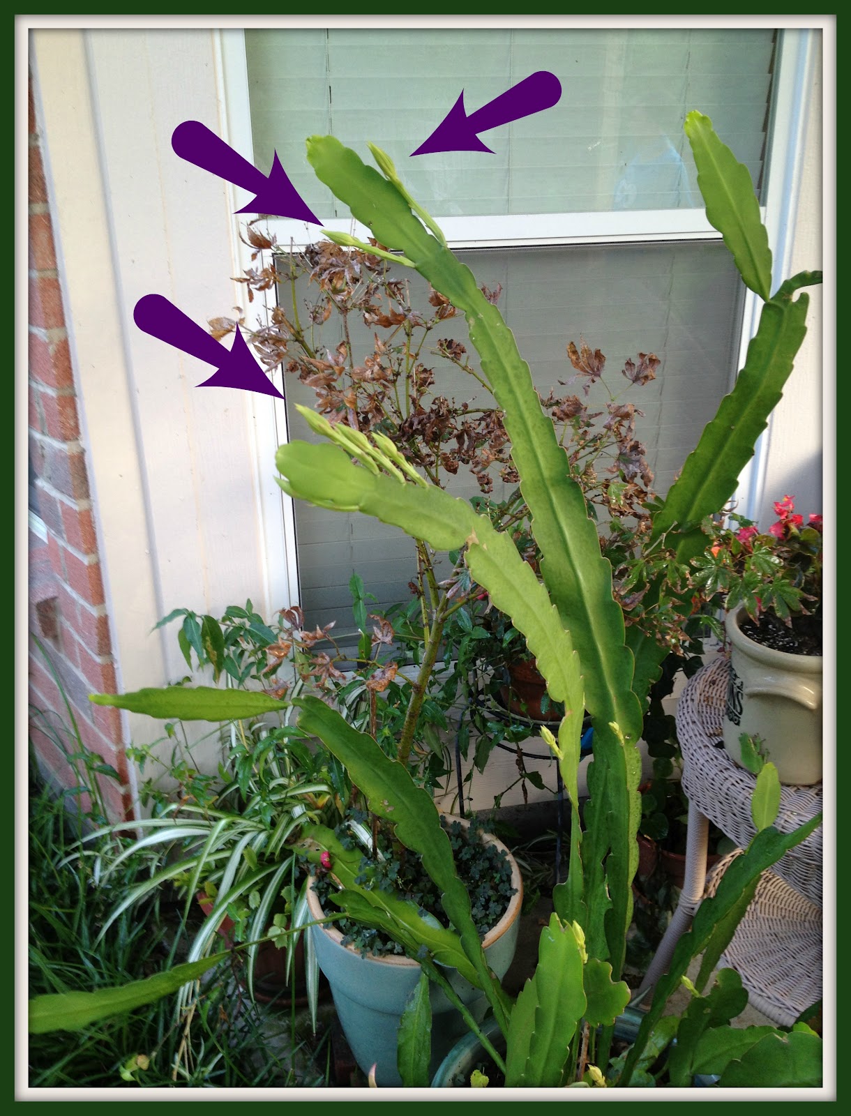 Crafty in Crosby: Night Blooming Cereus