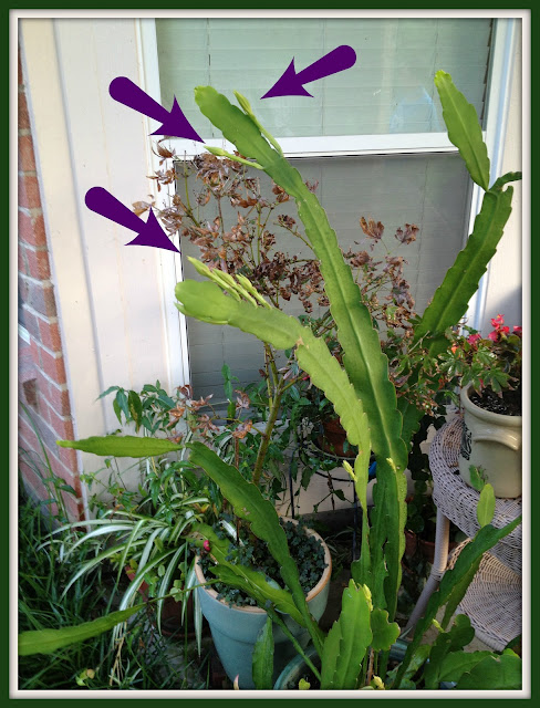 Crafty in Crosby: Night Blooming Cereus