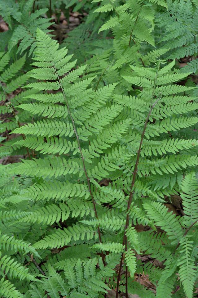 Nature Ramblers: Ramble Report May 11 2017