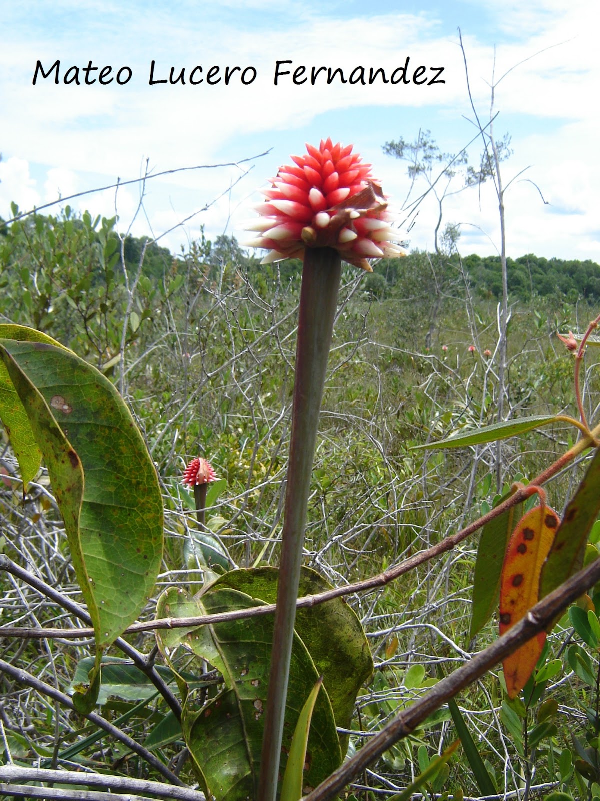 conociondo la naturaleza del guainia: FLOR DE INIRIDA