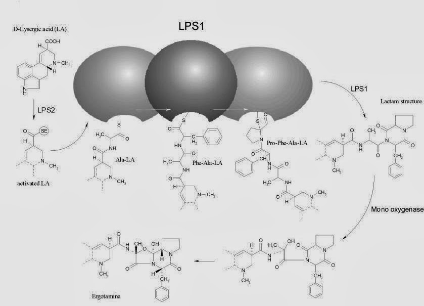 once along the way: Claviceps purpurea