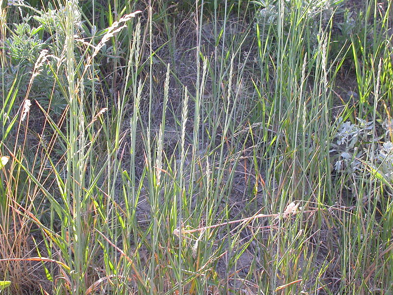 Variety of Life: Agropyrum