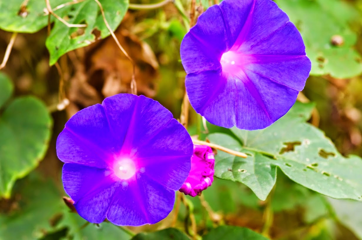 Entre as Herbas do "Ghafos": Campaíña morada - Ipomonea purpurea // Índica