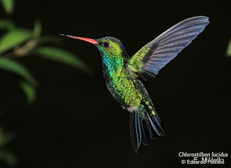 Argentina nativa: Picaflor común (Chlorostilbon lucidus)