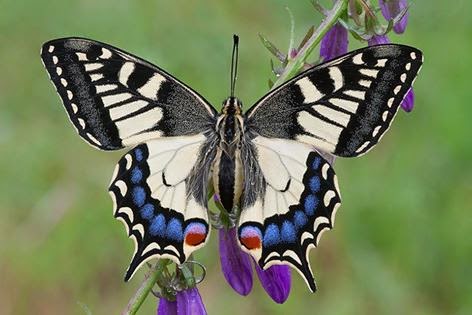RastaSandra: Salviamo le Farfalle!