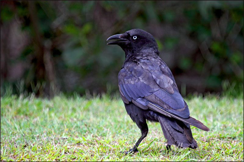 Creative Media: The original Parow images.