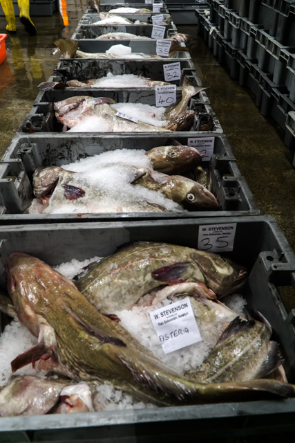 Through the Gaps! - Newlyn Fishing News: Mid-week fish market in Nelwyn ...