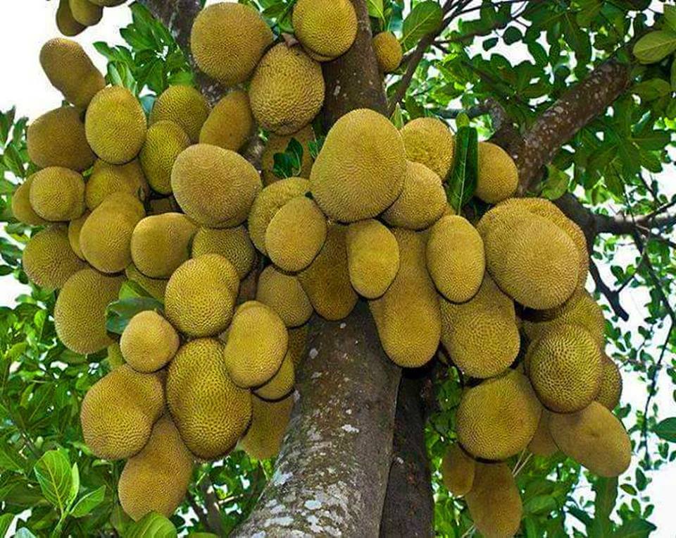 SEGER! Foto Kebun Buah-Buahan | unik lucu keren dan hebat