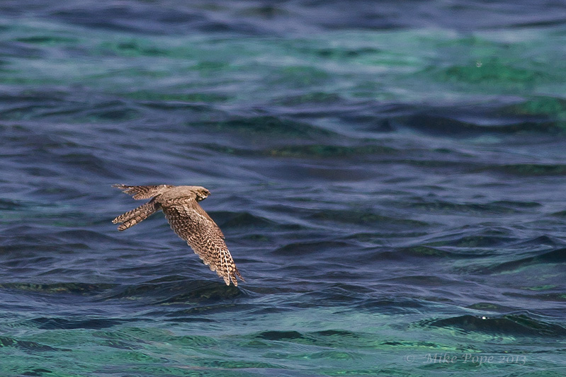 Kuwait Birding: Qaruh Island