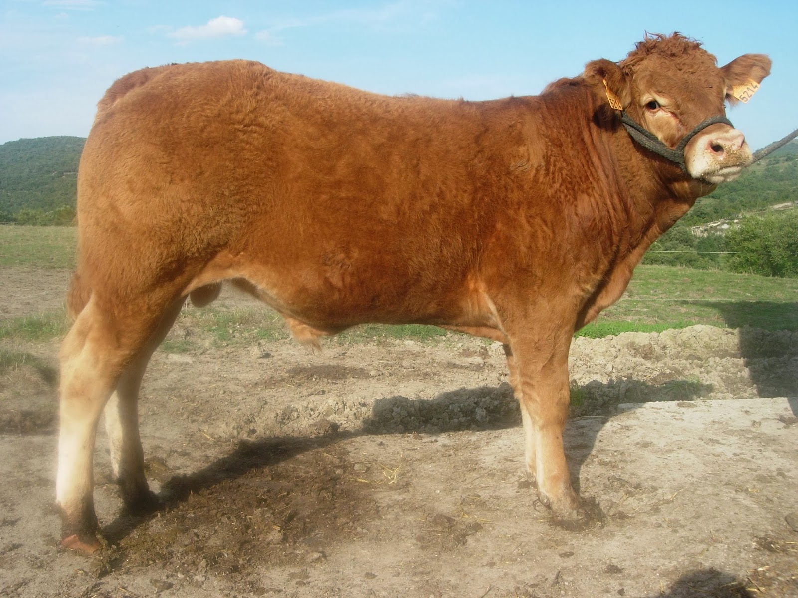 GANADERIA LIMUSIN ARTIETA