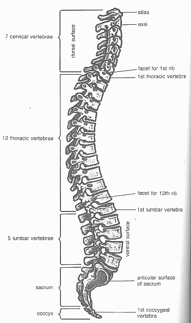 aja aja fighting ara aliyara: The Axial Skeleton