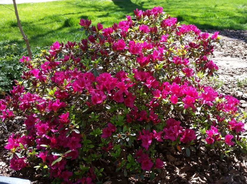Future Plants by Randy Stewart: Azaleas -Evergreen Hybrids