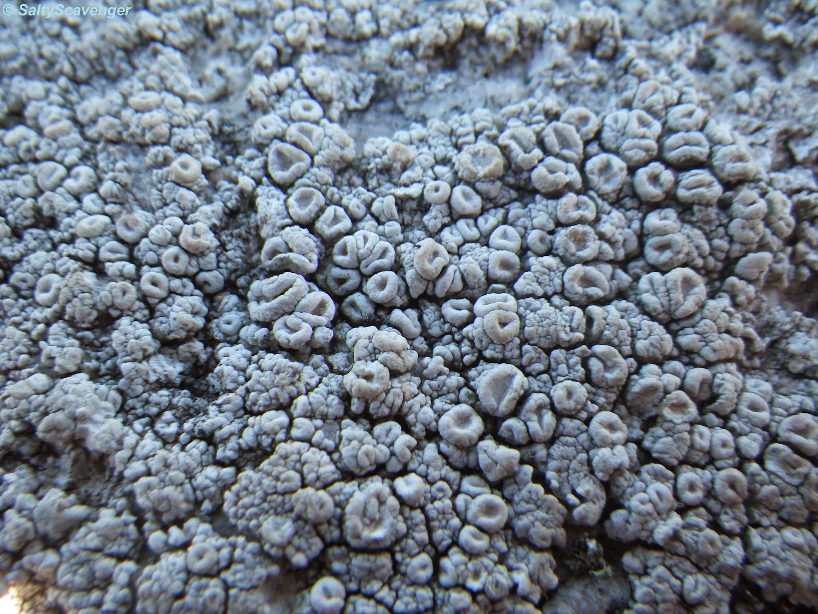 Rock Pooling: Rockpooling destination: Mousehole area, April 2014