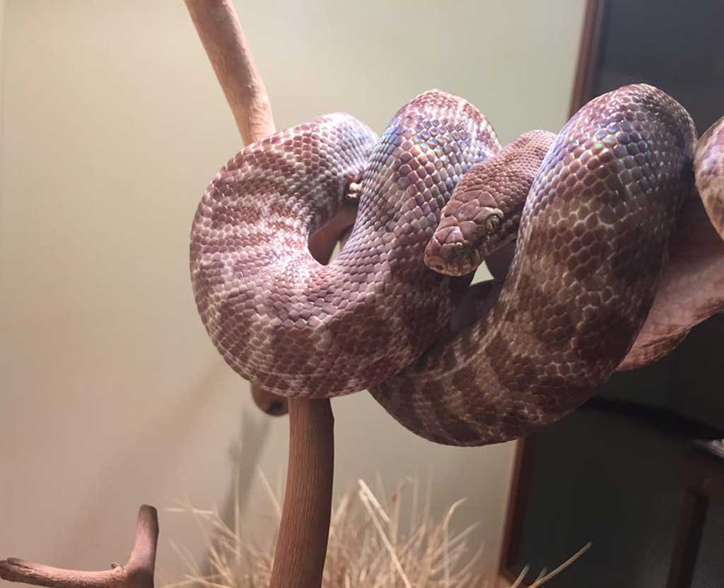 Nothing To Do With Arbroath: Confused snake became caught in an endless ...