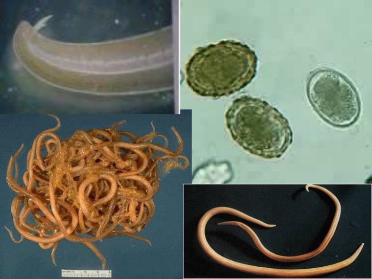 FICHAS EDUCATIVAS: FICHA: Endoparasitos