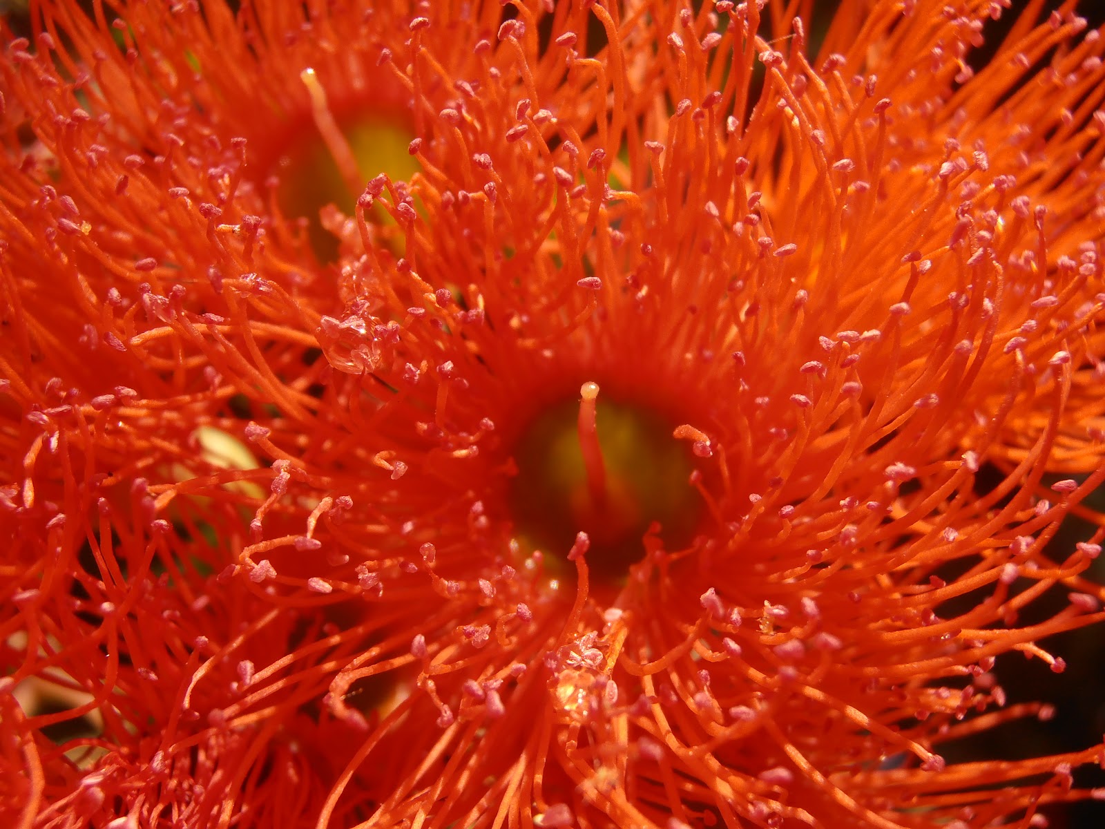 EUCALIPTO DE FLOR ROJA: Corymbia ficifolia | Plantas rioMoros