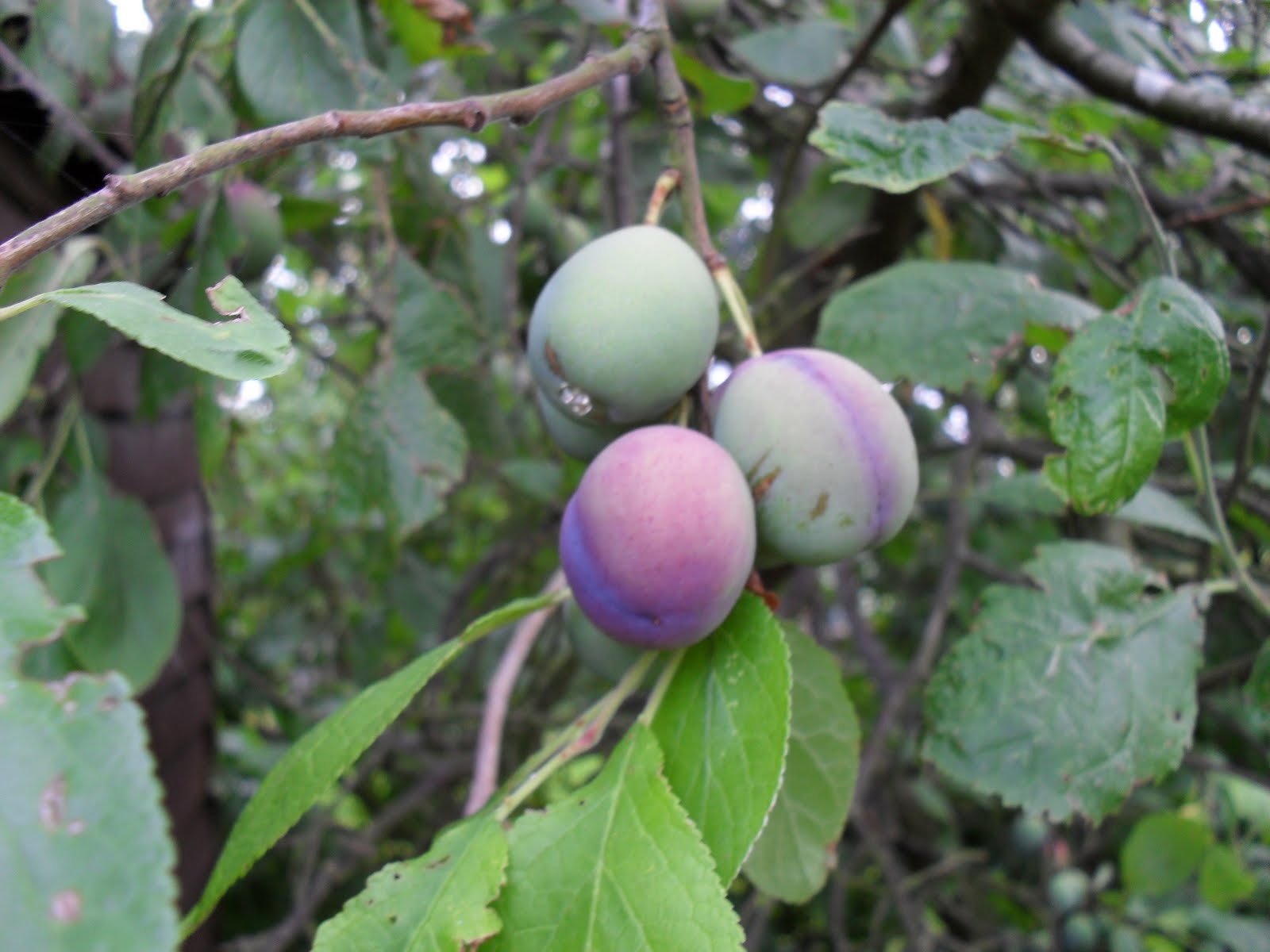 T h e R o s e b a n k D i a r i e s: Delightful Damsons