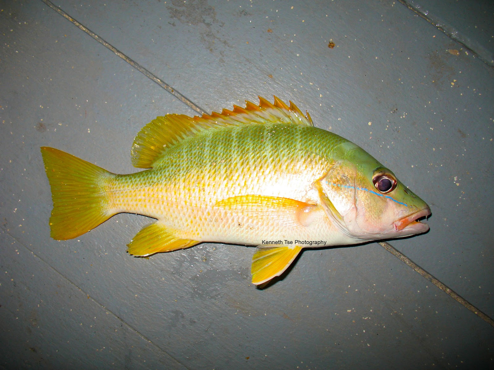 MuskieBait Adventures: U betta Belize it! 2013 (Day 1)