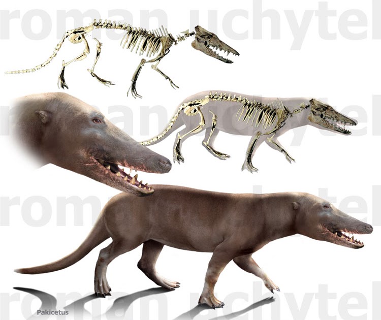 Escenarios prehistóricos: Pakicetus