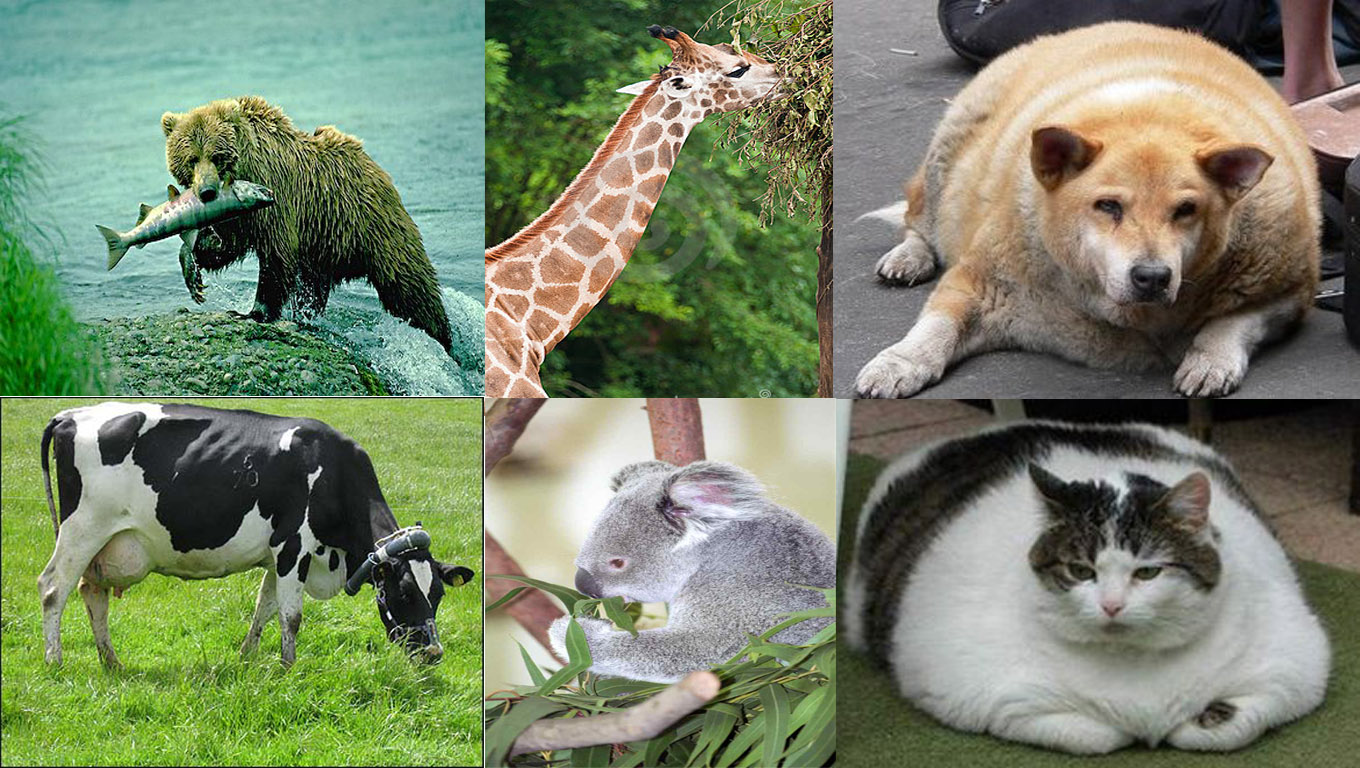 Funny Happy Healthy Life