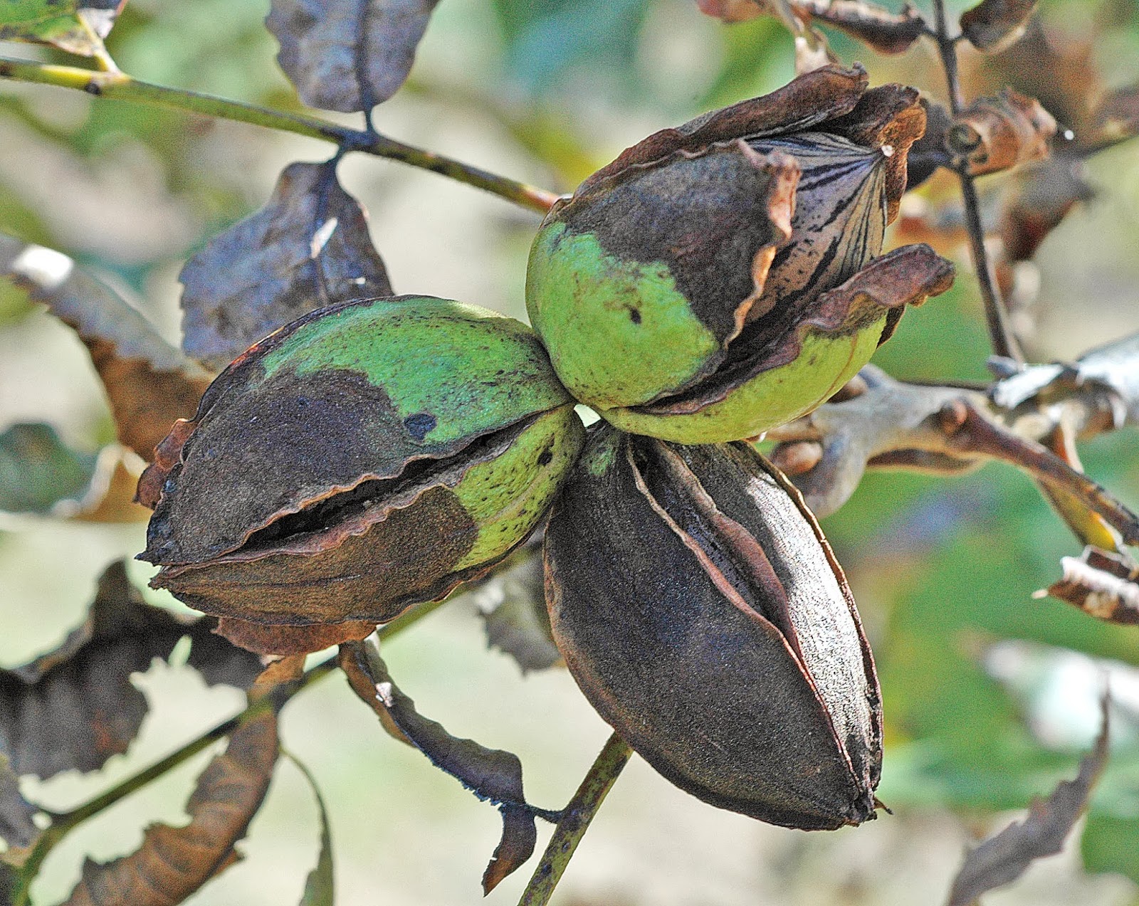 Northern Pecans: Leaf scorch caused by pecan anthracnose