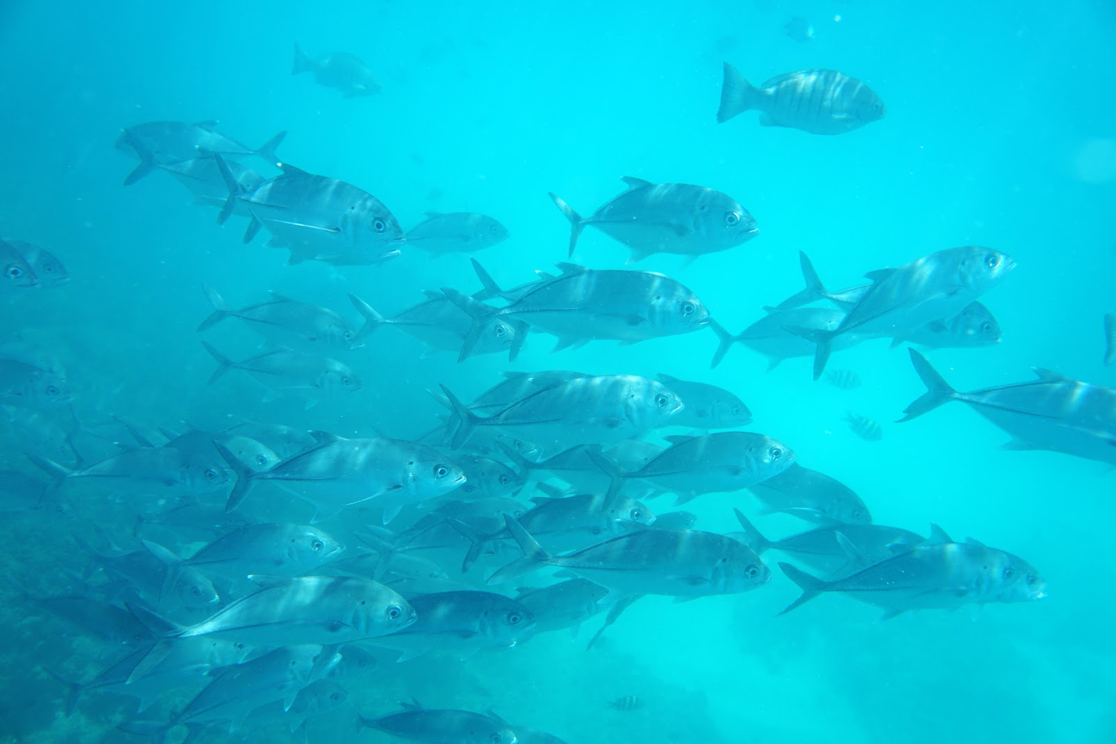Cape Byron Walking Track (Cape Byron State Conservation Area) ~ The ...
