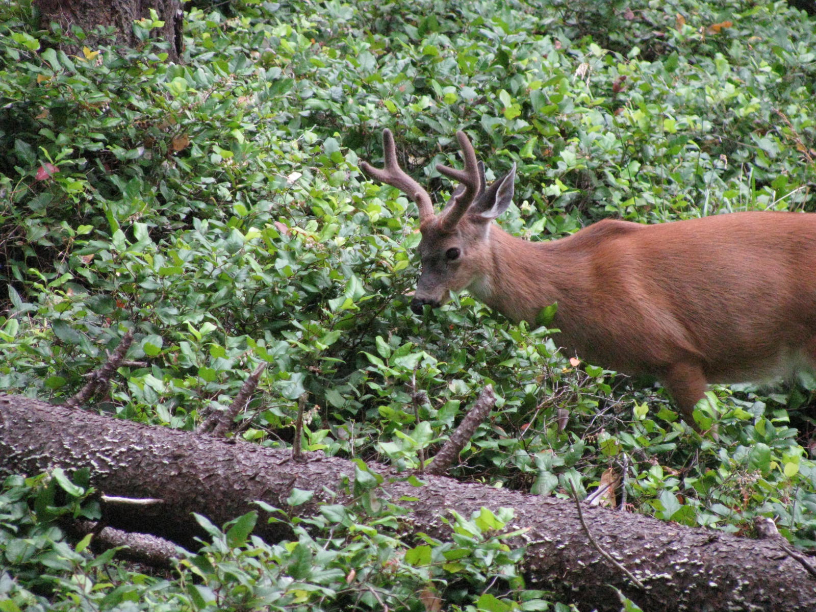 Getting Out Alive: Wild Animal Encounters