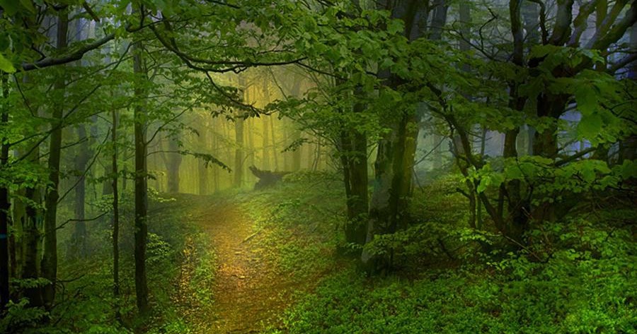 Multiverse Tales: The Great Forest of Valaris