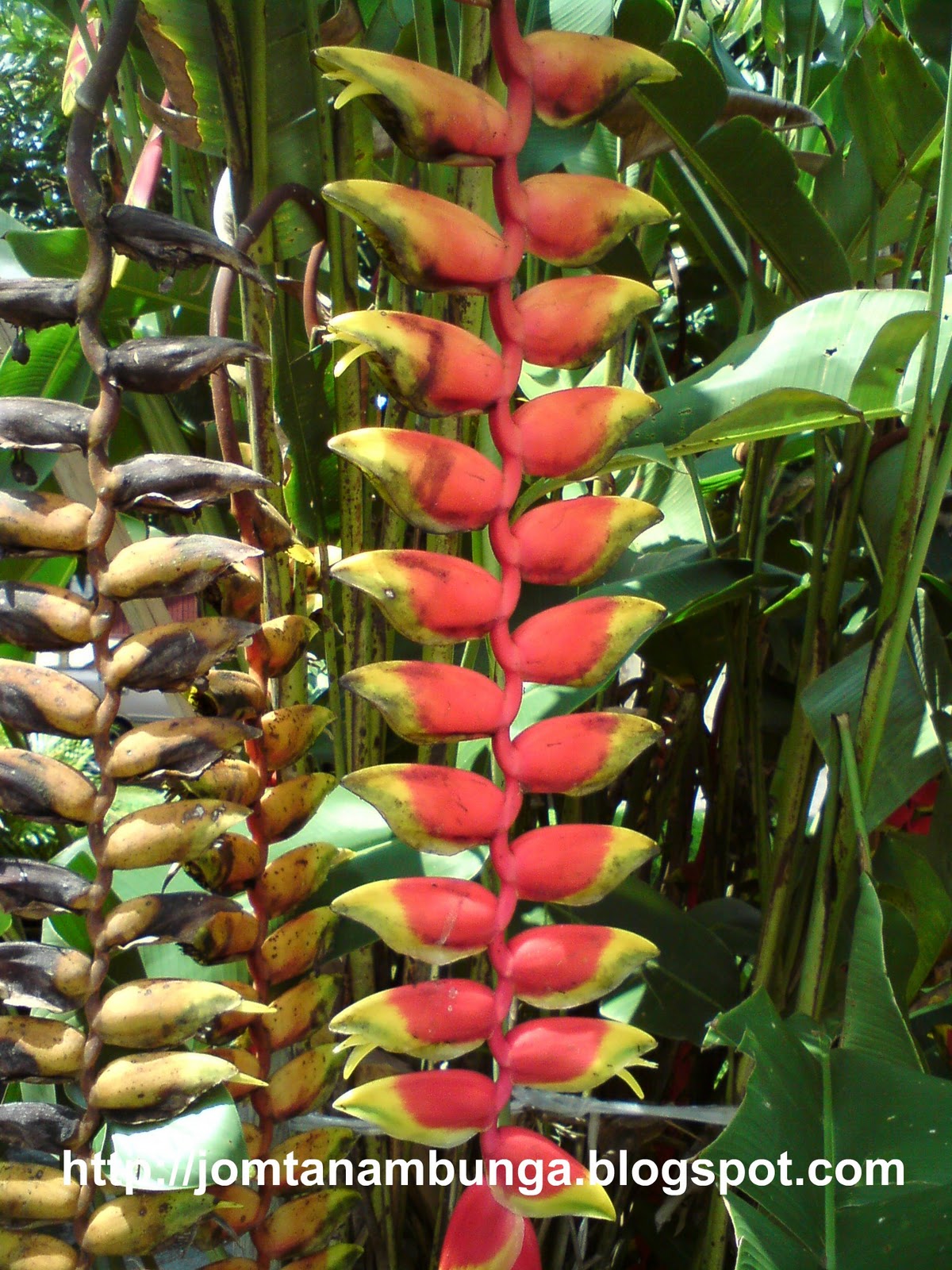 Jom Tanam Bunga: Album Bunga