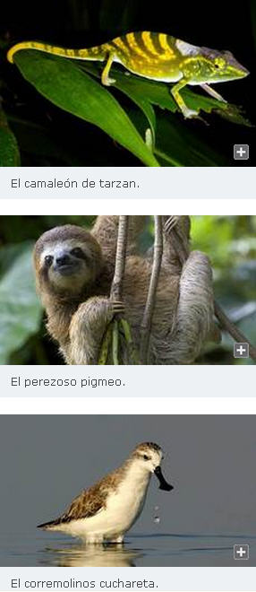 1bg Biomed Las 100 Especies Más Amenazadas De La Tierra