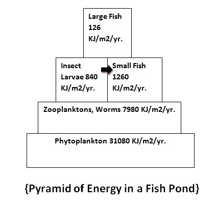 BhupiBioClasses: Ecological Pyramids