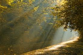 Women's Focus Ministries: LIGHTED PATH