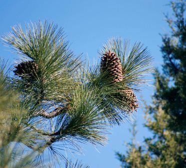Pinus merkusii | Pustaka Flora | Database Tanaman Landscape