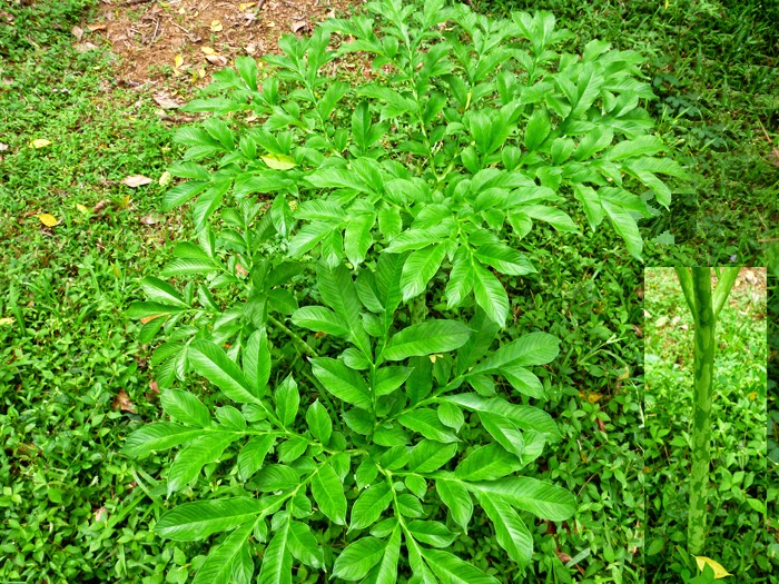 Elephant Foot Yam or Stink Lily - Kidaran | SL Flora