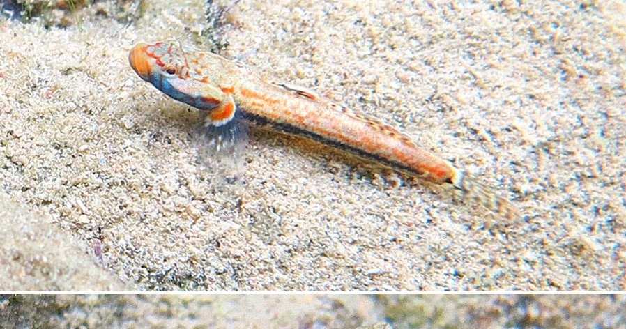 Species New to Science: [Ichthyology • 2018] Rhinogobius ...