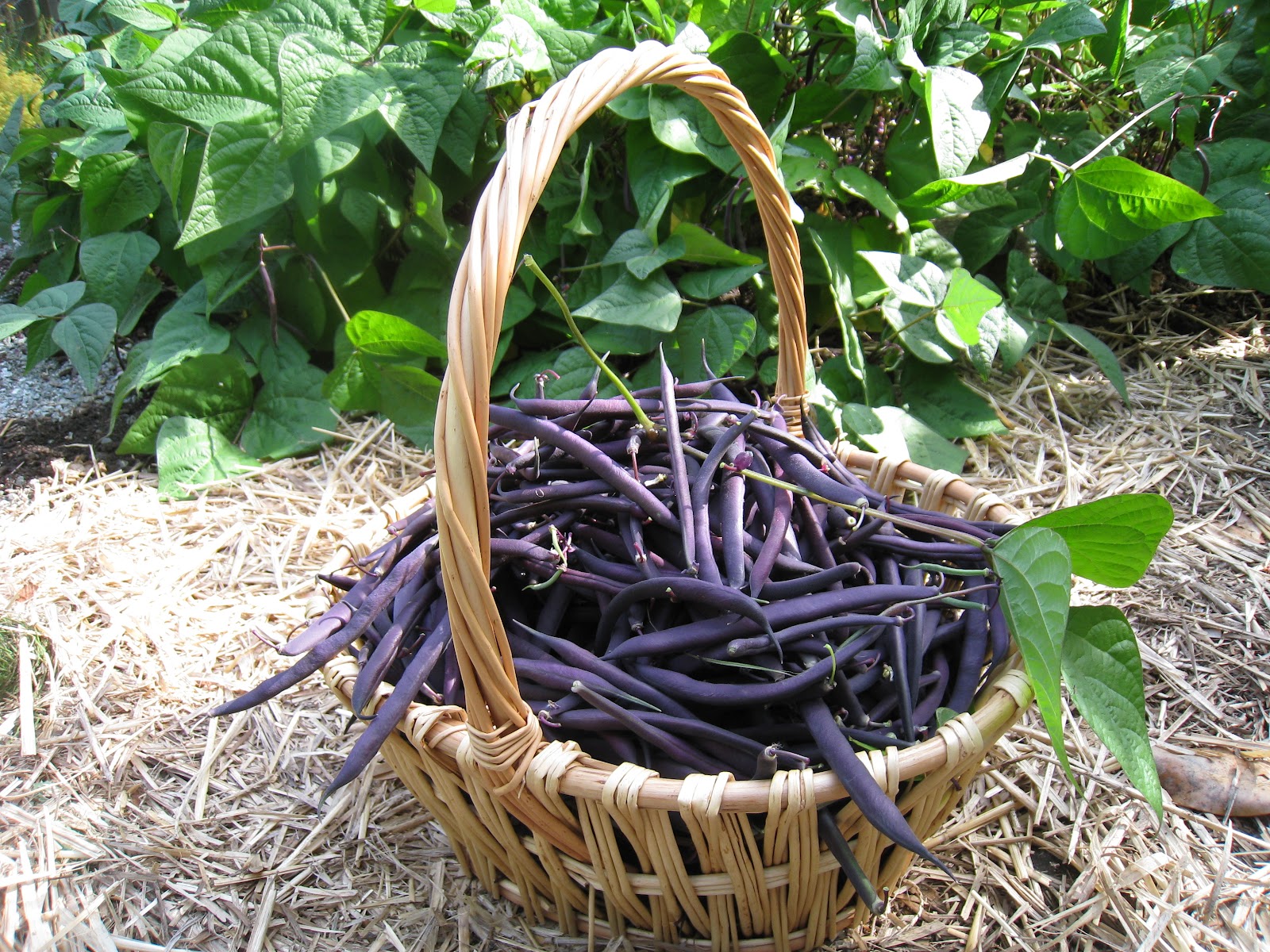 Christina's Garden: bush beans and runner beans