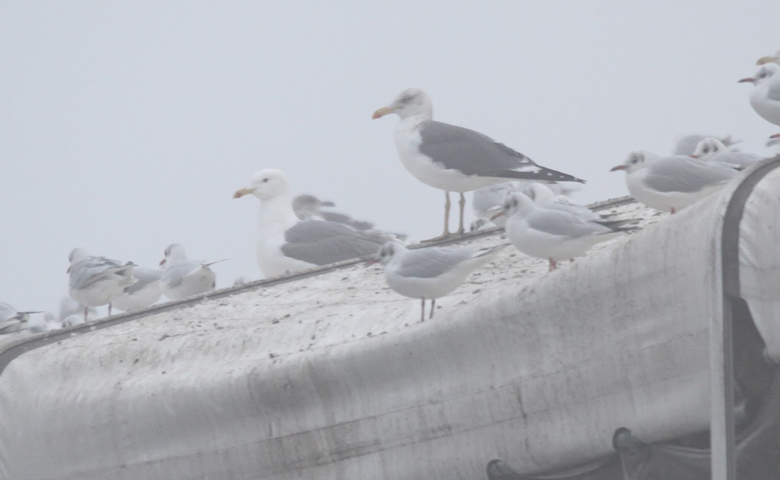 Non-Stop Birding: Glaucous, Caspian and Yellow-legged Gull