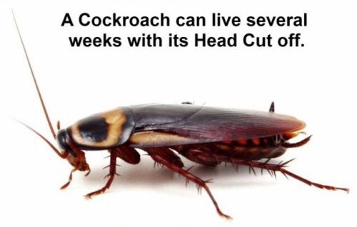 Cockroaches Can Live For Weeks Without Their Heads ~ Freaking Weird ...