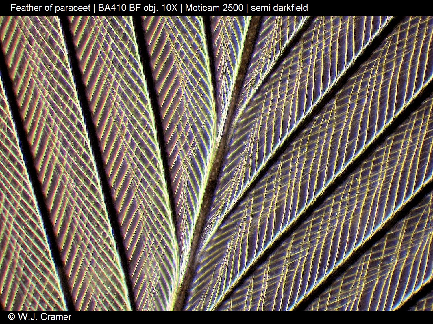 Motic Europe | Blog: Feather facts