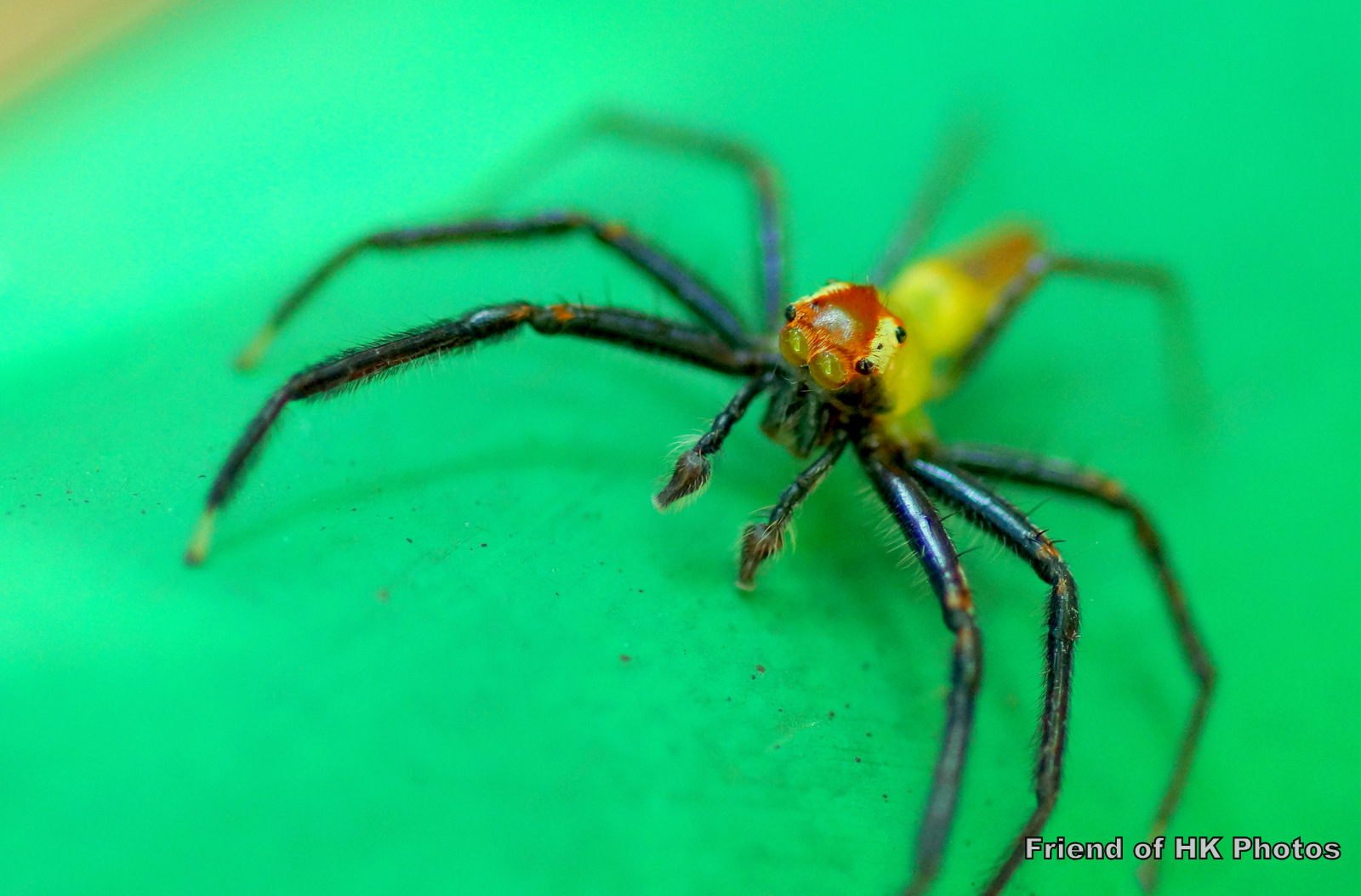 Photographic Wildlife Stories in UK/Hong Kong: Interesting Spiders