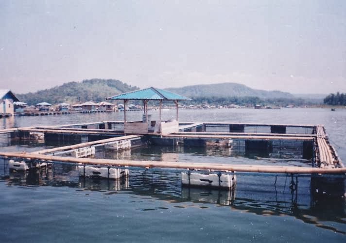 Jayalah Perikanan dan Kelautan Indonesia: Budidaya Ikan Karper