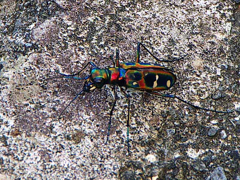Ryukyu Life: Wildlife Photos: Japanese Tiger Beetle (Cicidela japonica)