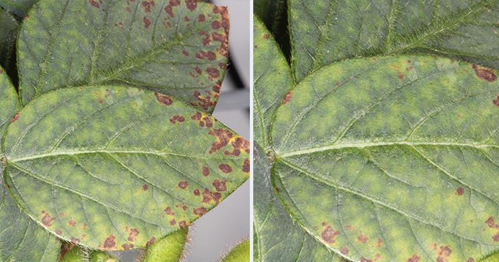 New Update Role of Copper, Zinc and Molybodenum (Function and ...