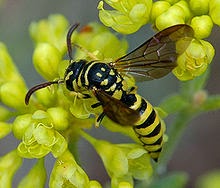 One species a day: Club-Horned Wasp