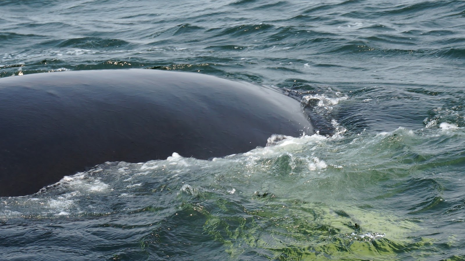 Québec, Ô Québec !: Baleines et bélugas aux Escoumins