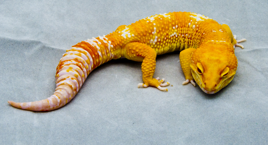 Minority: Jenis-jenis Morph Pada Leopard Gecko