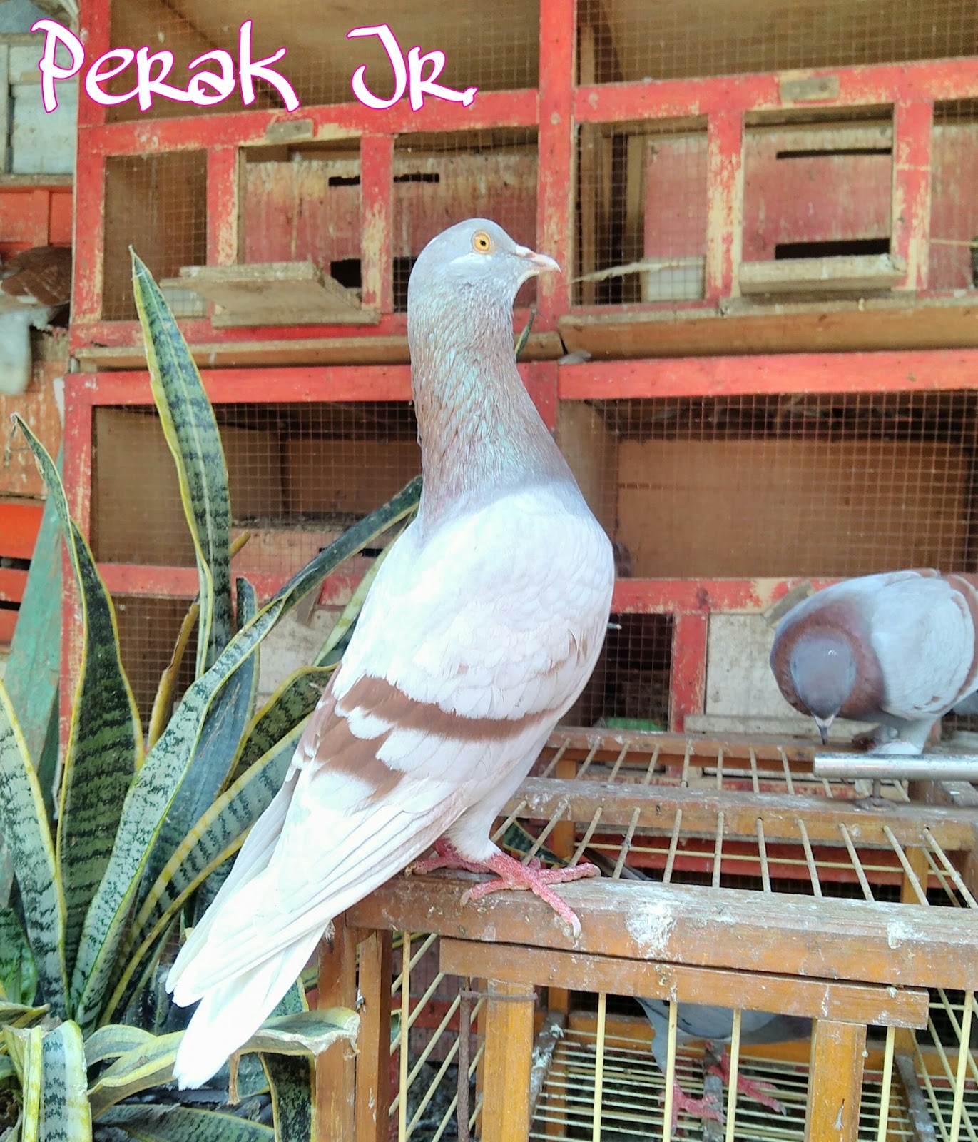 MERPATI BALAP TINGGIAN